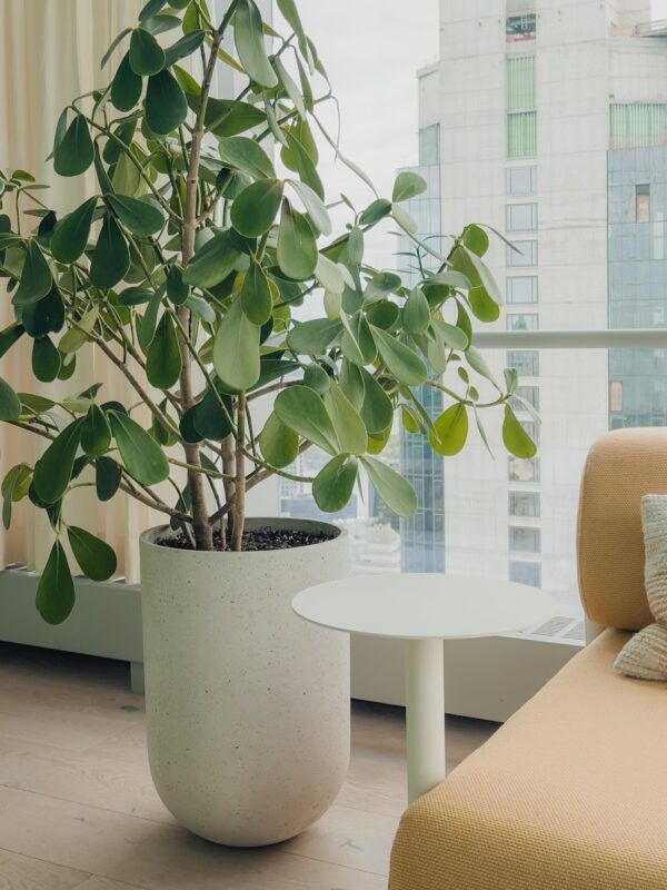 24 Ideas to Create a Cozy Therapy Office That Feels Safe and Soothing